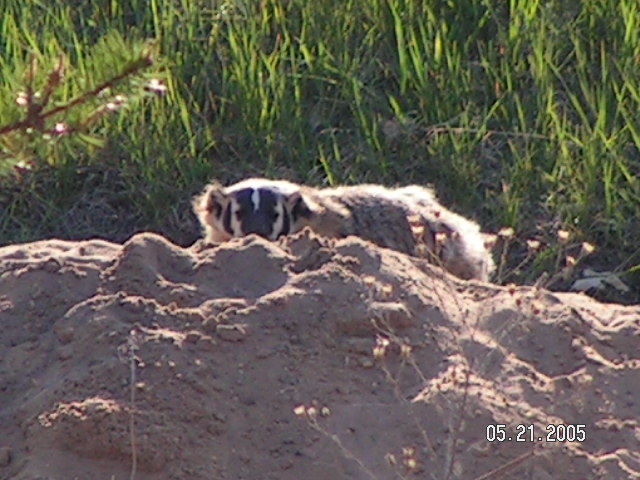 Michigan's Badger Control and Badger Removal Michigan's Badger Control and Badger Removal